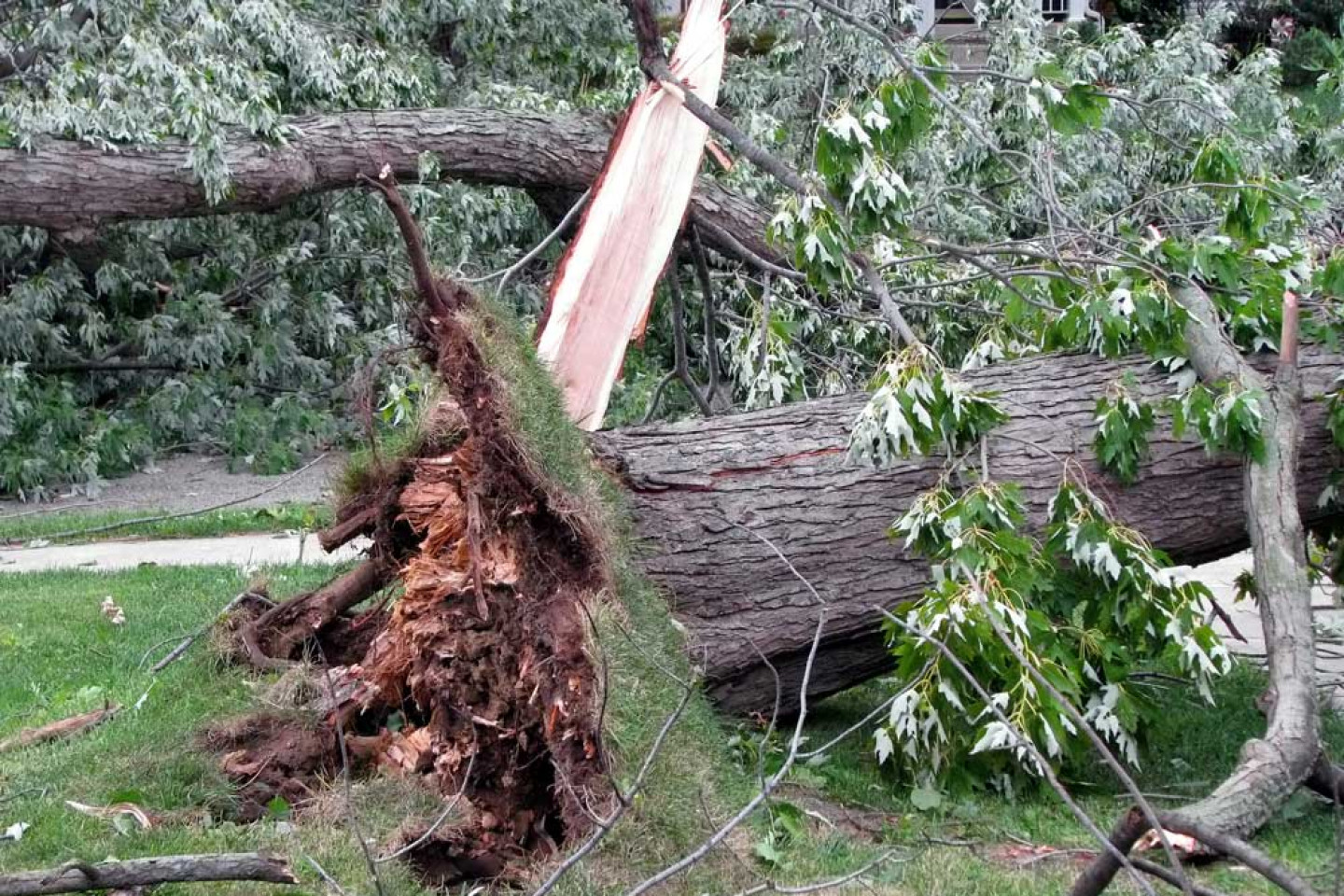 Storm Damage Tree Removal: Charlotte & Monroe, NC | Carolina Tree Service